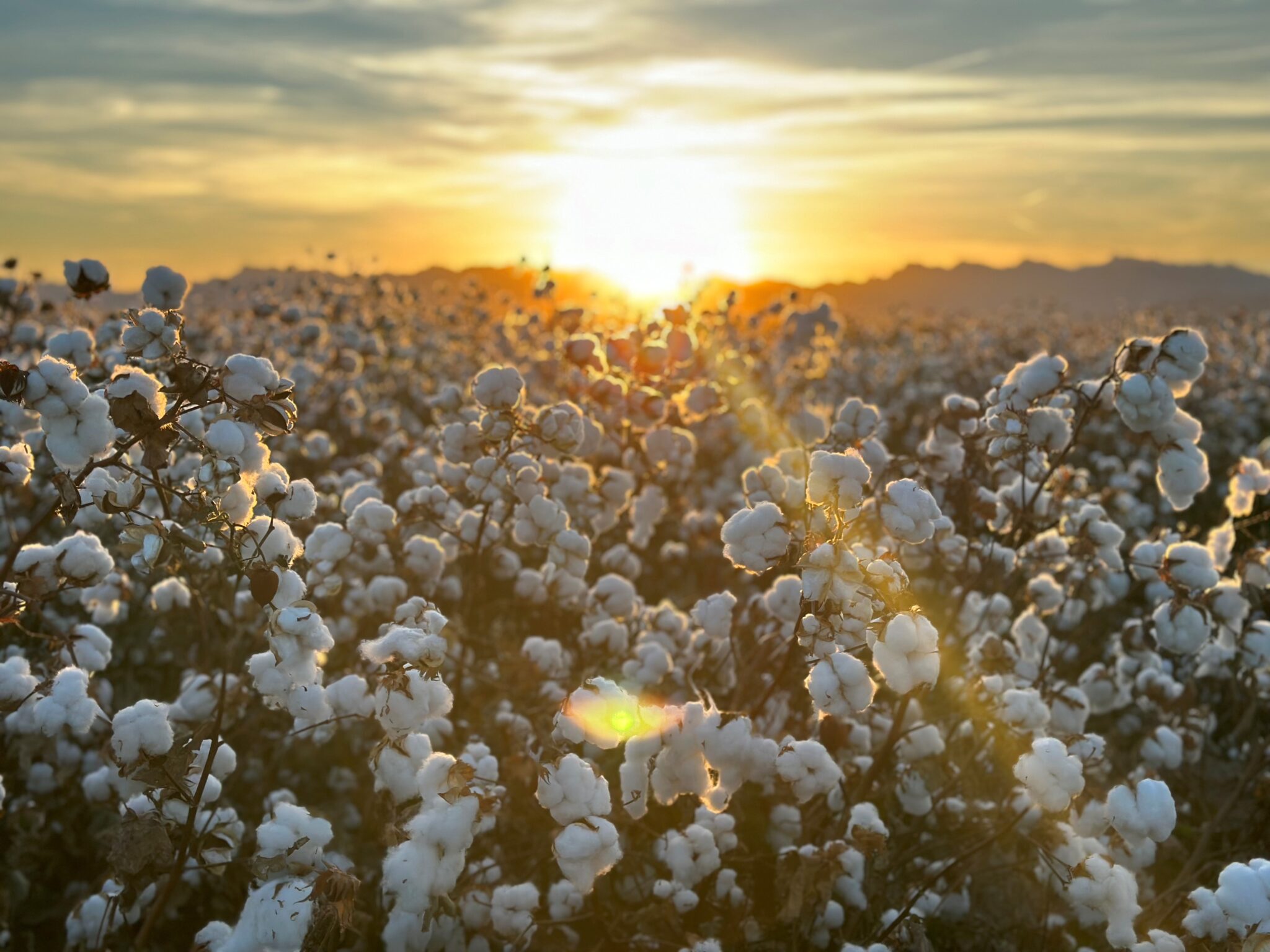 Colorado River Indian Tribes Announces Significant Investment to Expand Farming Operations ...